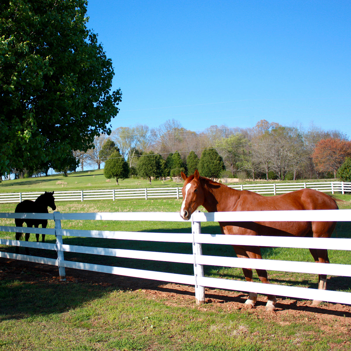 Centaur Flexible 5" Rail – Bluebird Fencing
